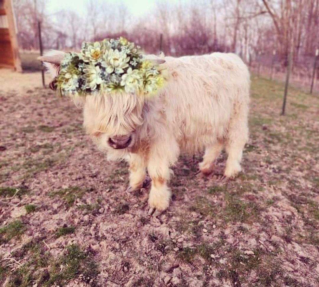 Highland Cow, Pig Photos, Framed Highland Photo, Highland, Farmhouse ...