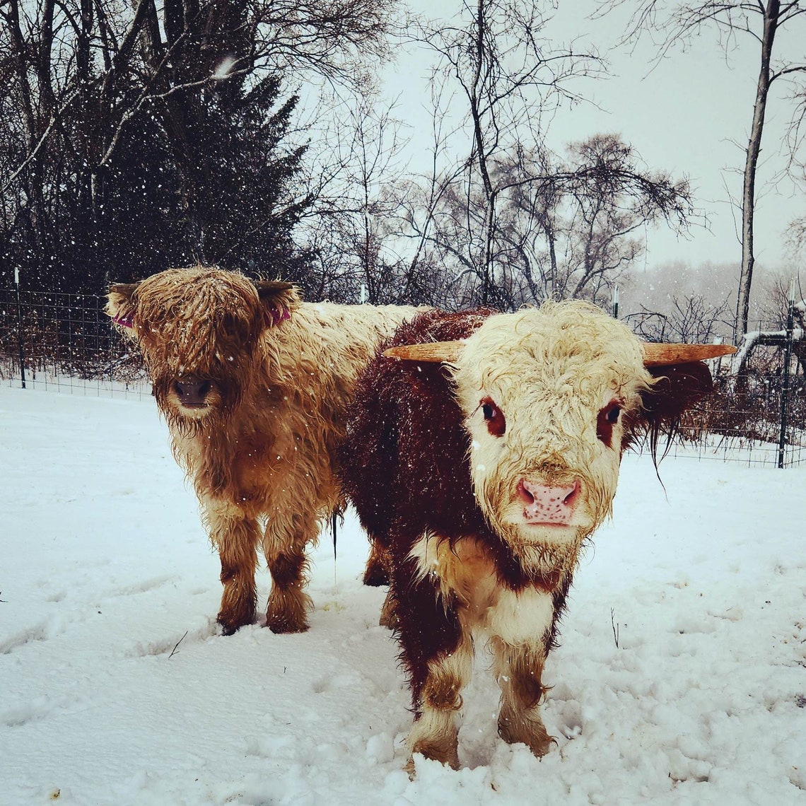 Highland Cow, Pig Photos, Framed Highland Photo, Highland, Farmhouse ...