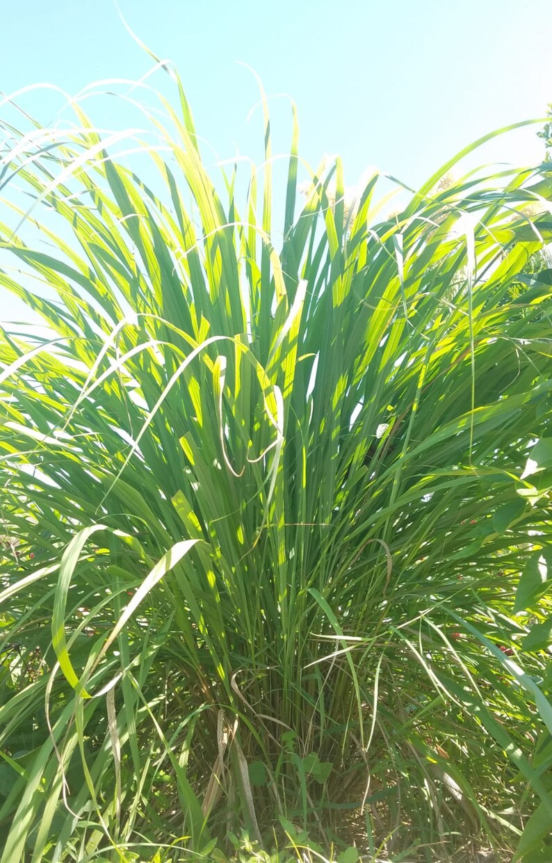 Fever grass lemon grass | Etsy
