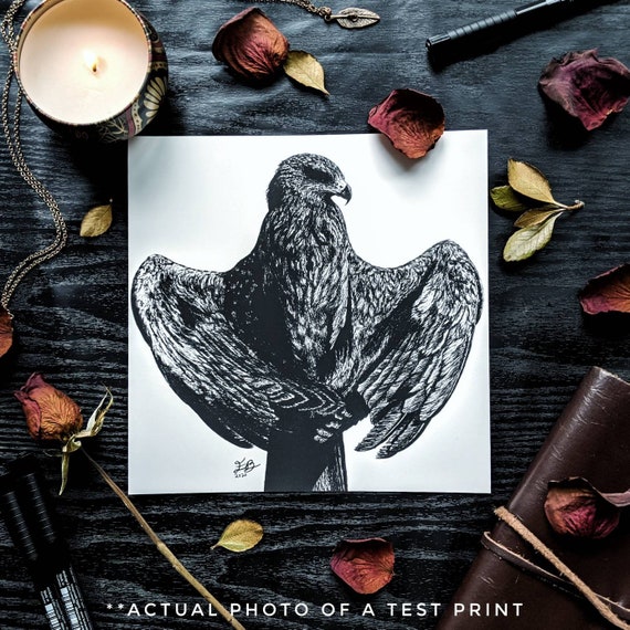 Black Eagle Life Drawing
