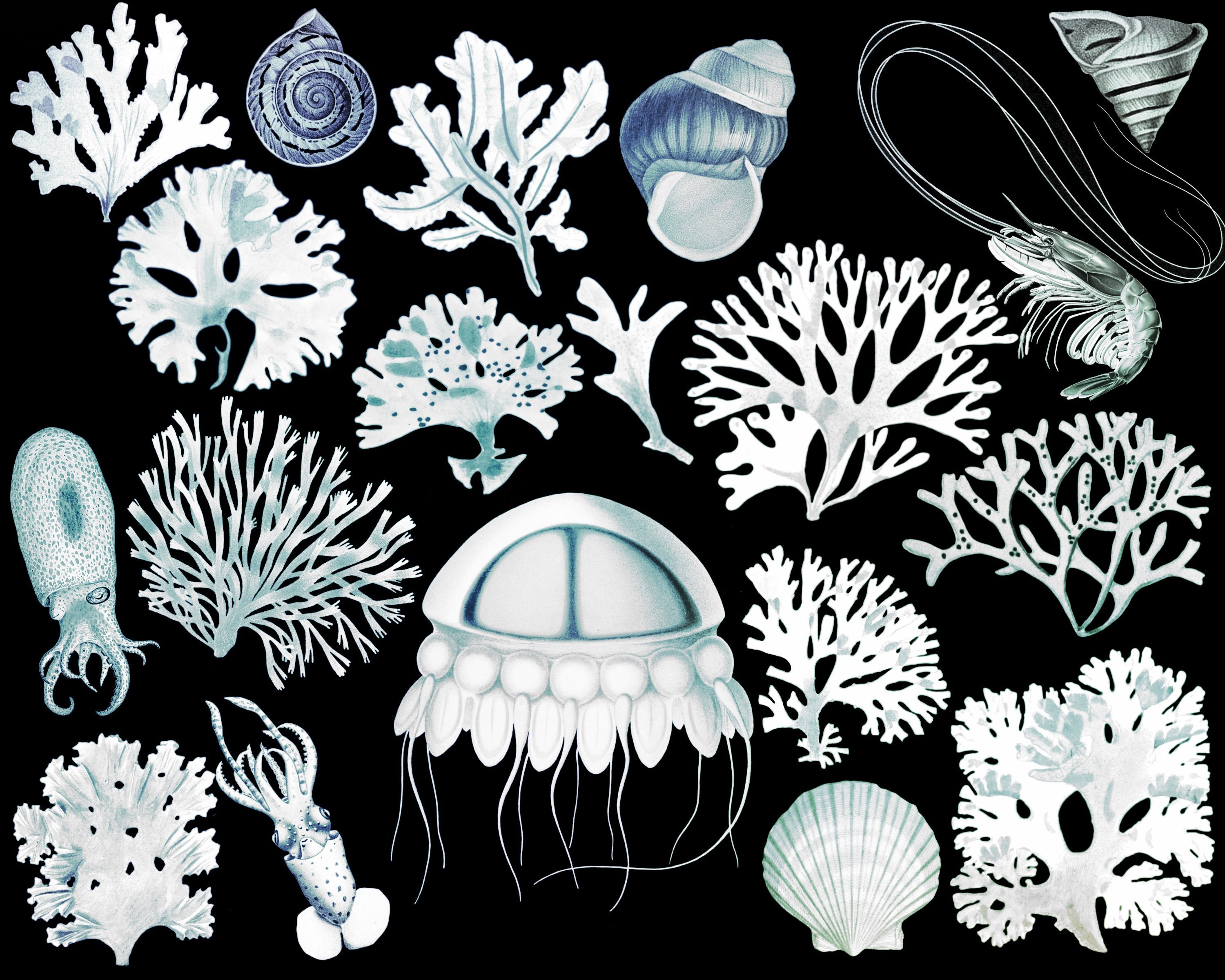 70 Ocean Procreate Stamp Brushes / Sea Nautical Plants Coral Seaweed ...