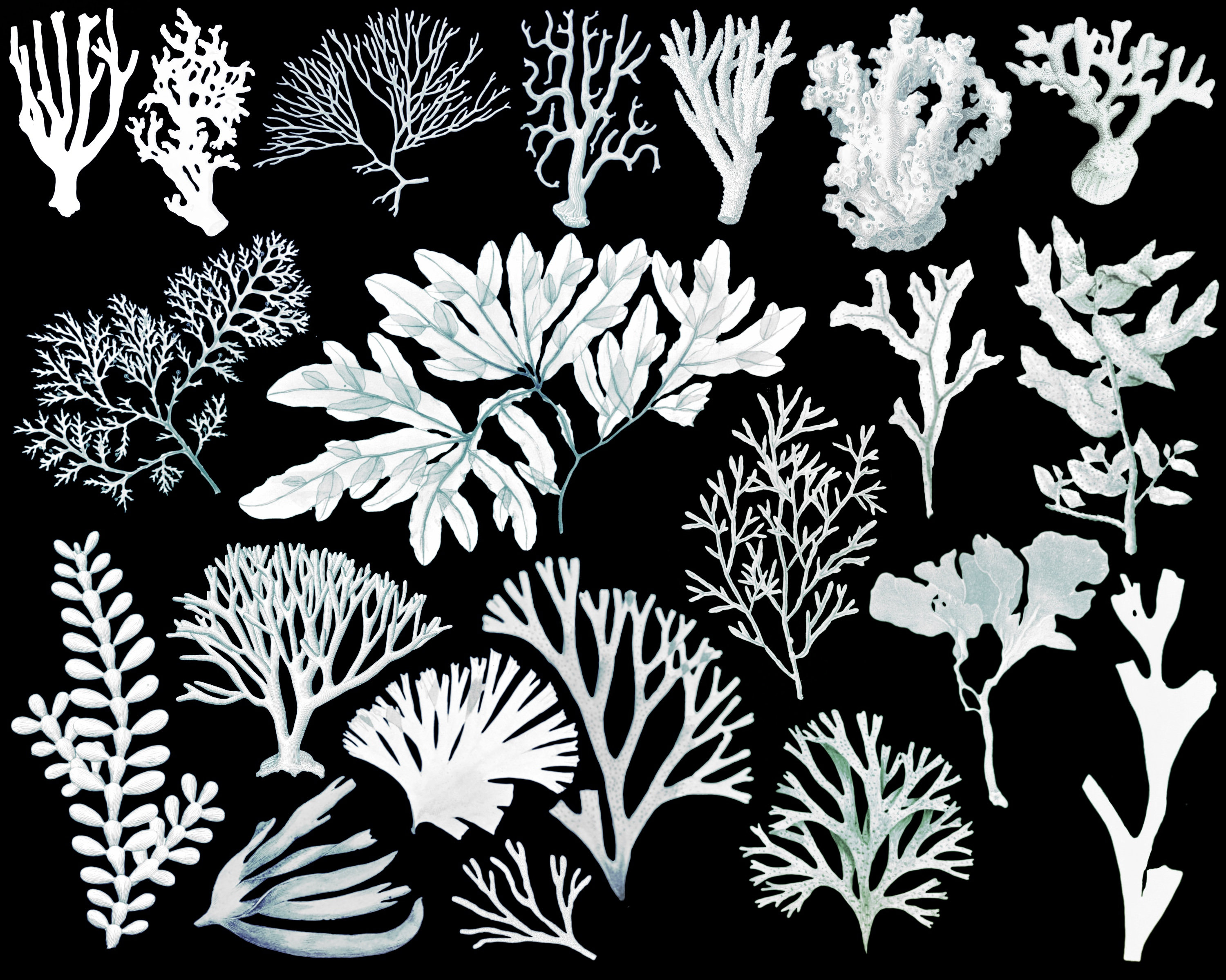 70 Ocean Procreate Stamp Brushes / Sea Nautical Plants Coral Seaweed ...
