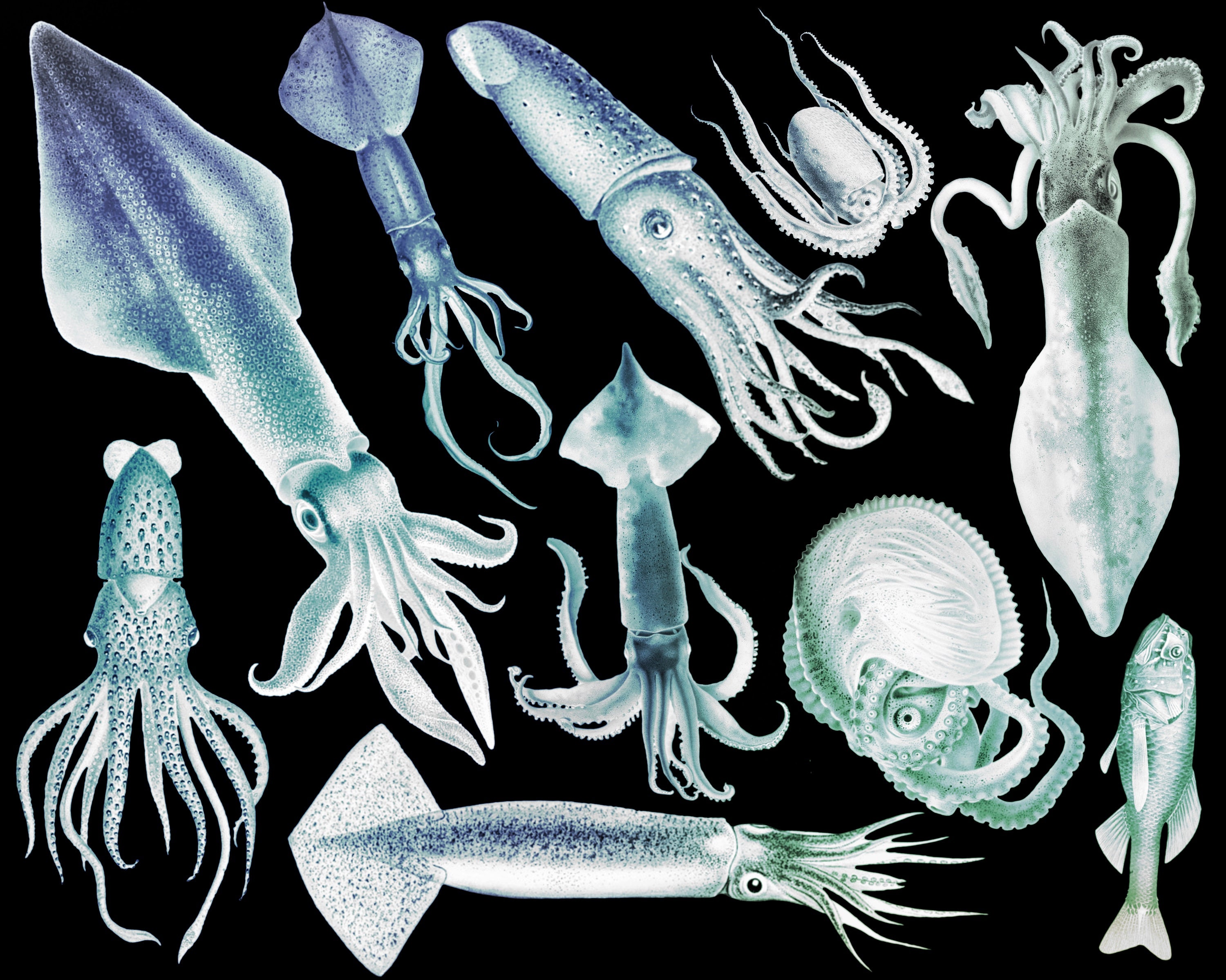 70 Ocean Procreate Stamp Brushes / Sea Nautical Plants Coral Seaweed ...