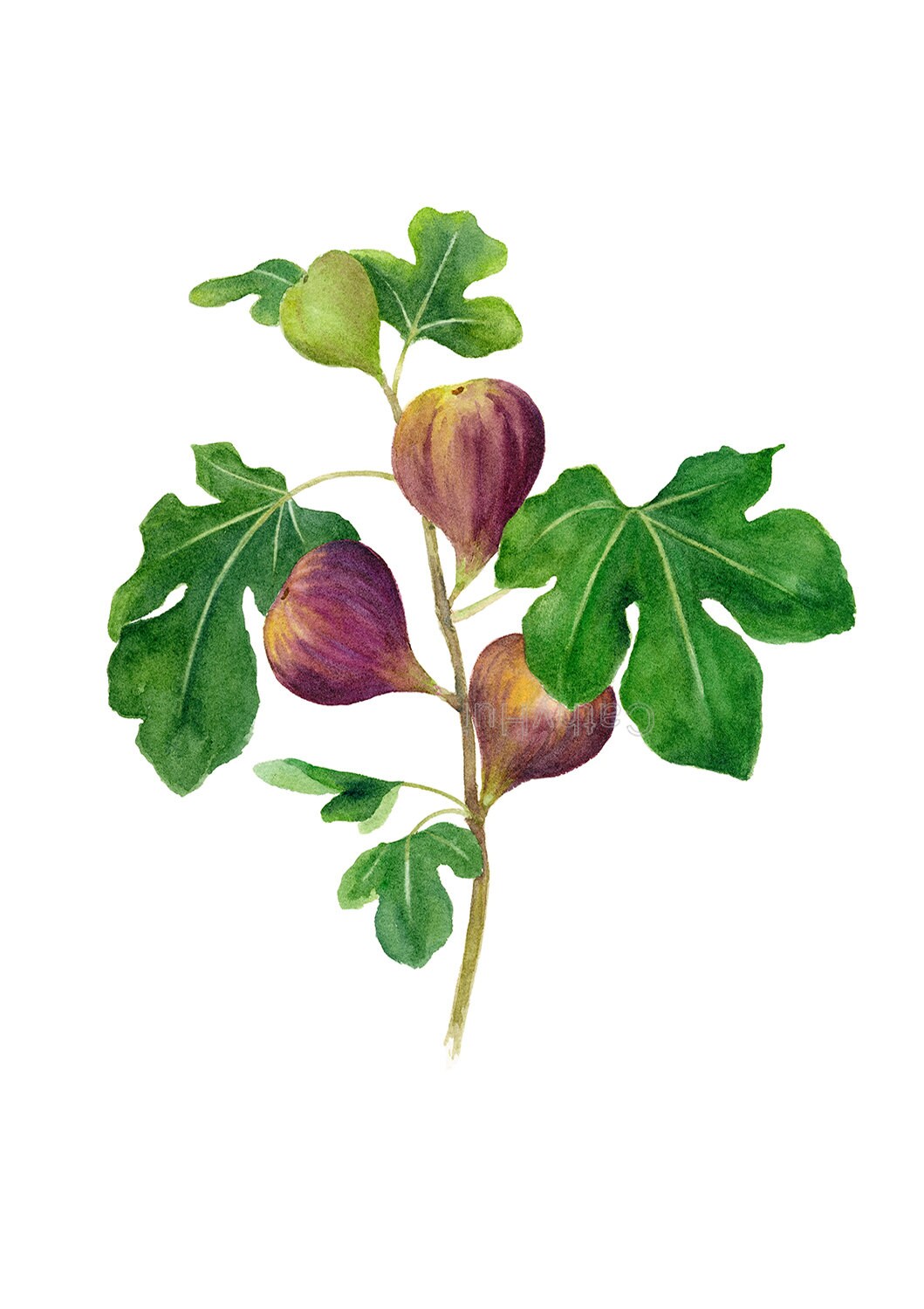 Printable Art - Fig Watercolor Painting, Fig Tree Print, Fruit Art ...