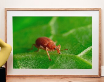 Weevil Art Print - Etsy
