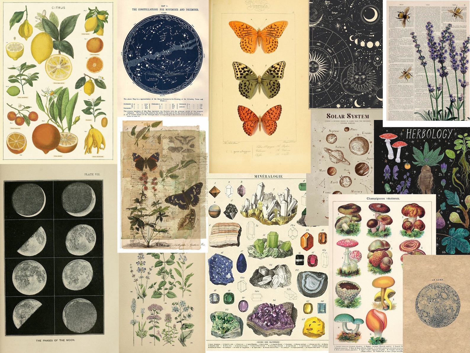 Vintage Nature Botanical & Astronomy Chart Images Aesthetic - Etsy