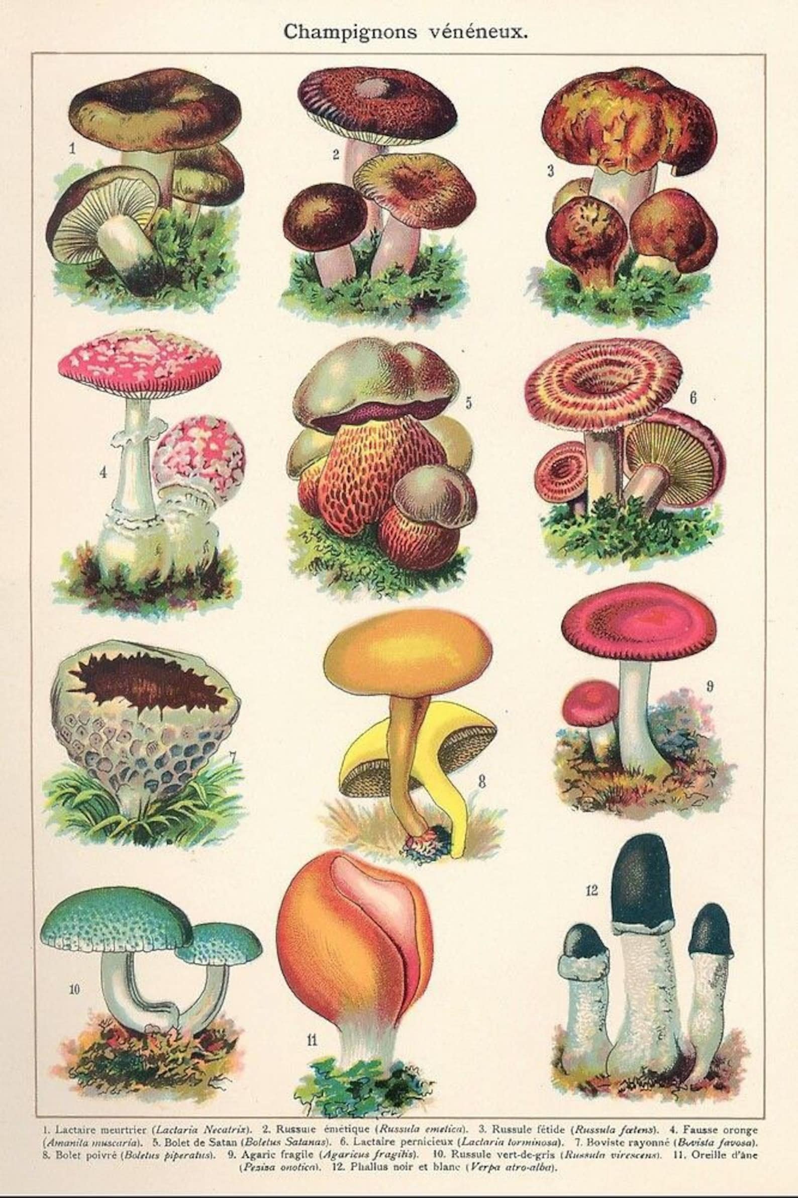 Vintage Nature Botanical & Astronomy Chart Images Aesthetic - Etsy