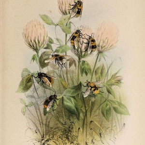 Vintage Nature Botanical & Astronomy Chart Images Aesthetic Prints 6x4 ...