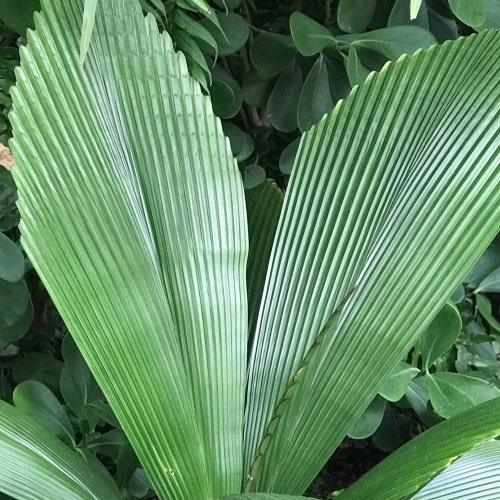 RootedKeyWest - Etsy