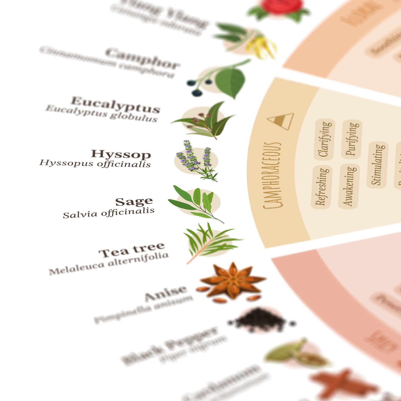 Aromatherapy With Essential Oils - Printable Poster - Digital Download ...