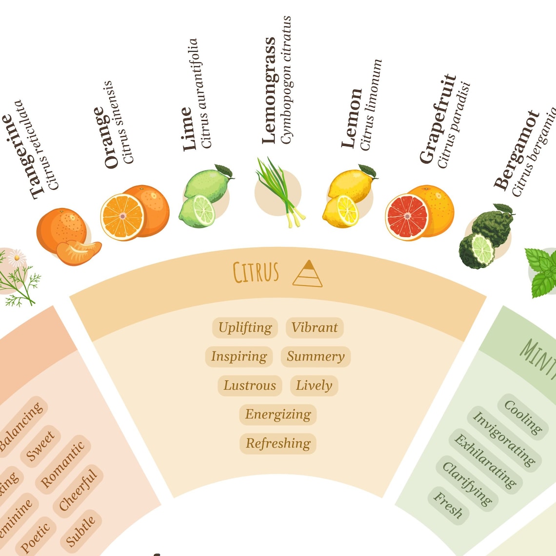 Aromatherapy With Essential Oils - Printable Poster - Digital Download ...