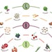 G-BOMBS - Cancer Fighting Foods - Nutrition & Health Infographic Poster ...