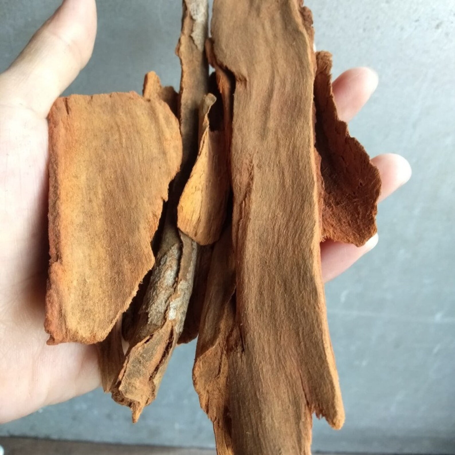 Cinchona Calisaya Yellow Bark Powder Quinine Peruvian Jesuit | Etsy