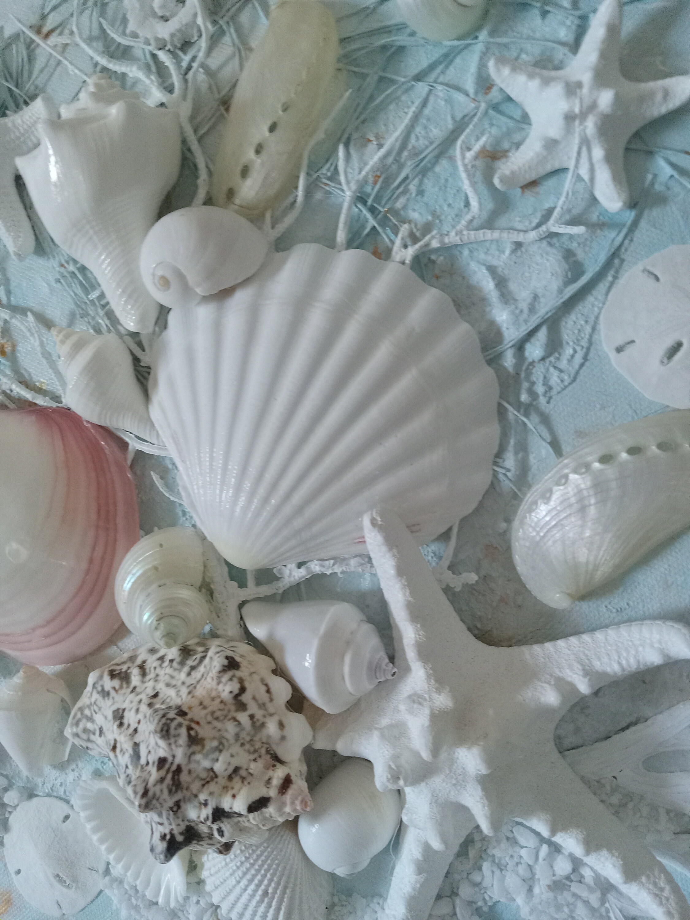 Modern Seashell Art, Coastal Wall Hanging, Unique 16 Round Canvas ...