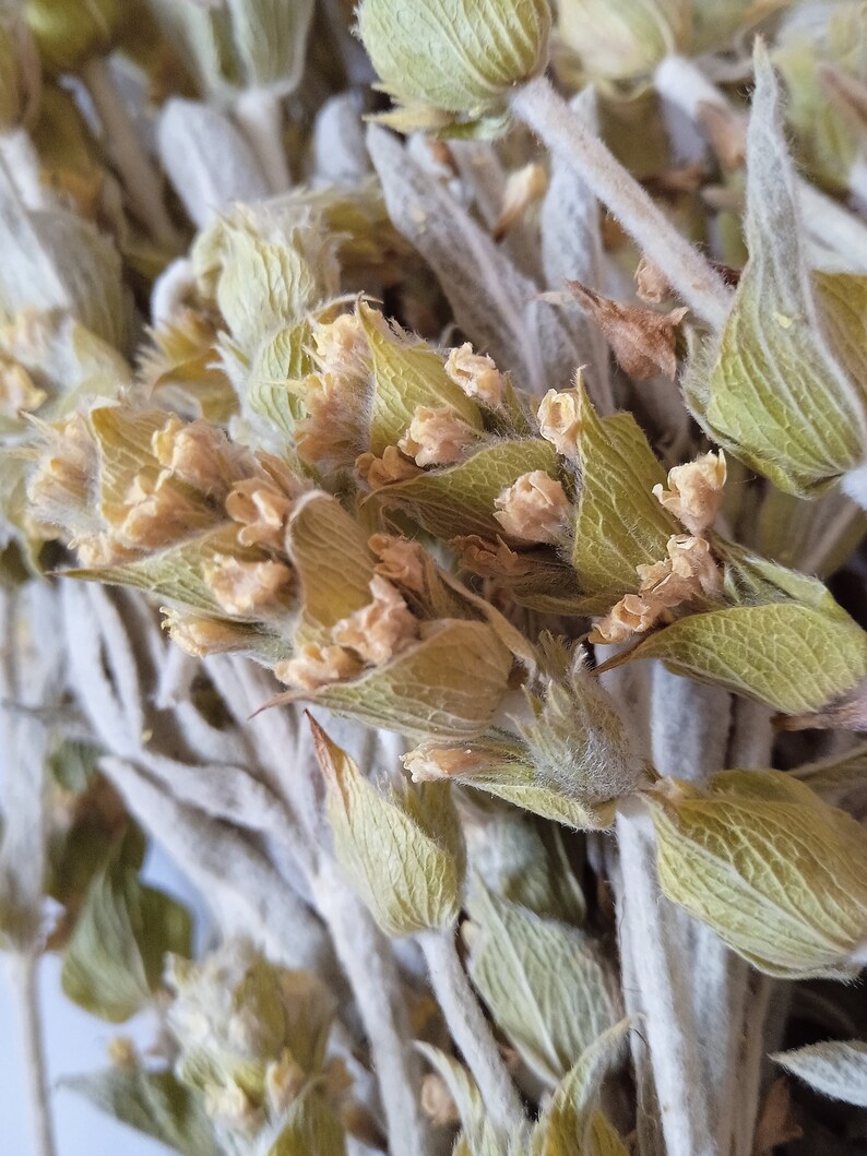 The Most Famous Mursala Tea From Greece/mountain Olimp Organic Tea ...