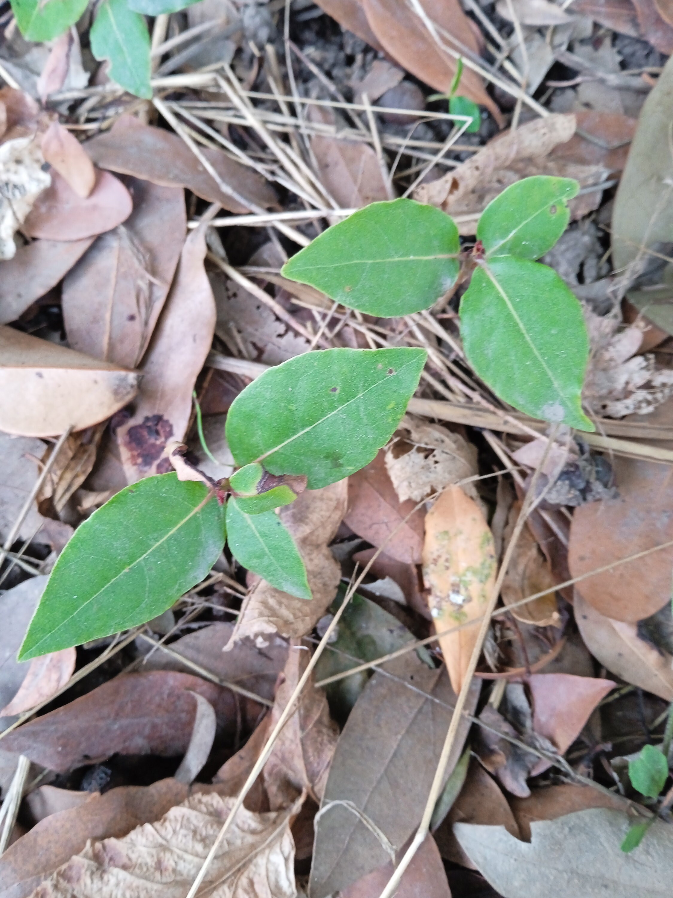 A Bay Leaf Tree Plants/set Ot 3 Plants/ Low in Stock/laura Tree/indoor ...