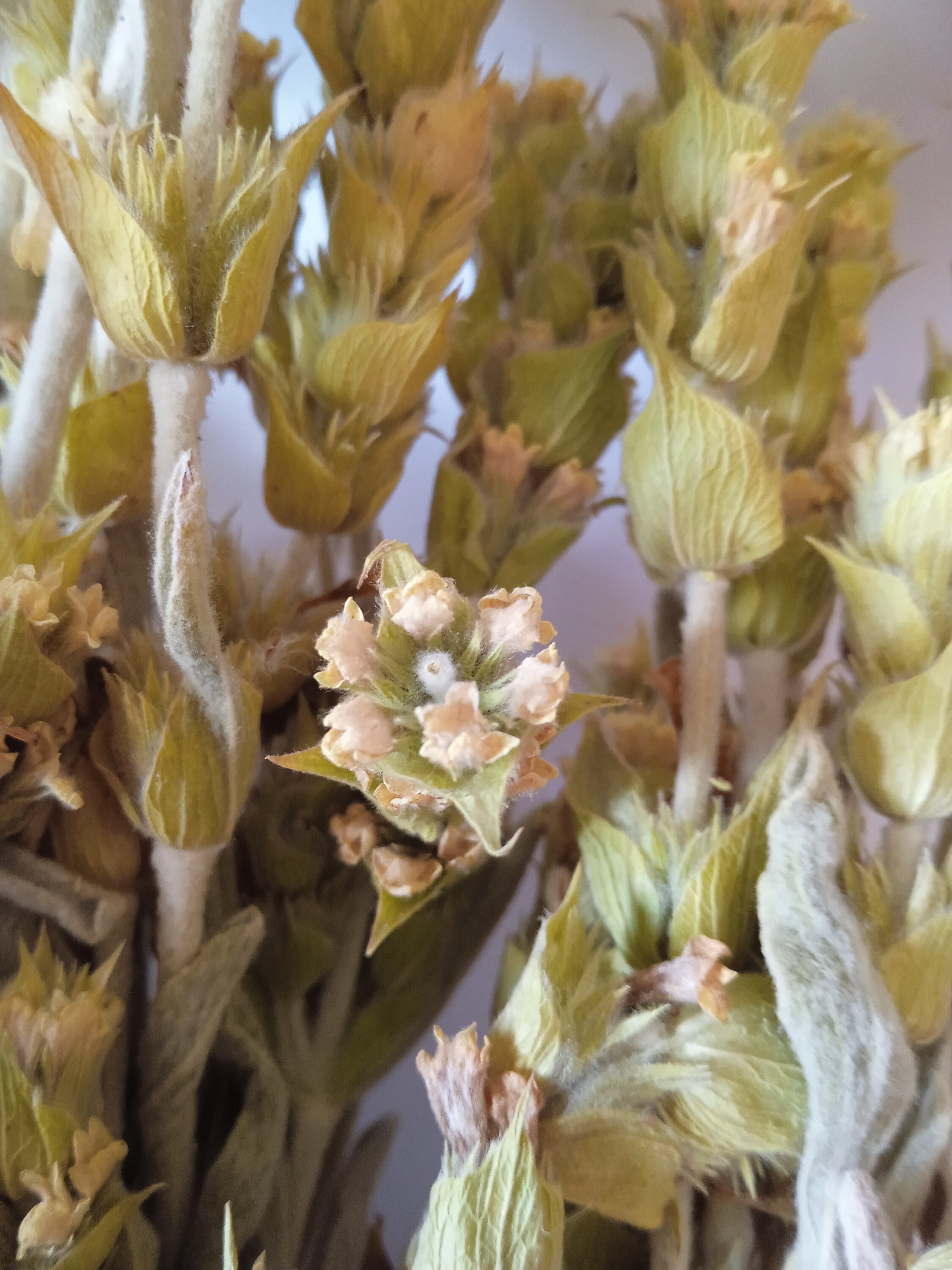 The Most Famous Mursala Tea From Greece/mountain Olimp Organic Tea ...