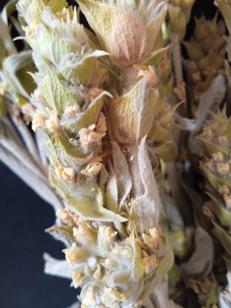 The Most Famous Mursala Tea From Greece/mountain Olimp Organic Tea ...