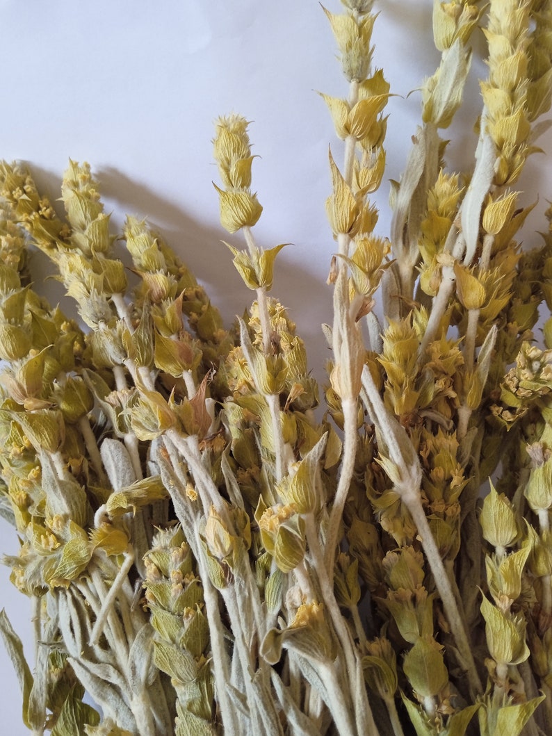 The Most Famous Mursala Tea From Greece/mountain Olimp Organic Tea ...