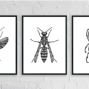 Set of 3 Insect Illustration Print / Black and White / Hand Drawn Wall ...
