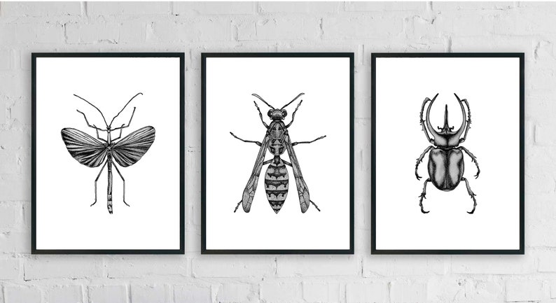 Set of 3 Insect Illustration Print / Black and White / Hand Drawn Wall ...