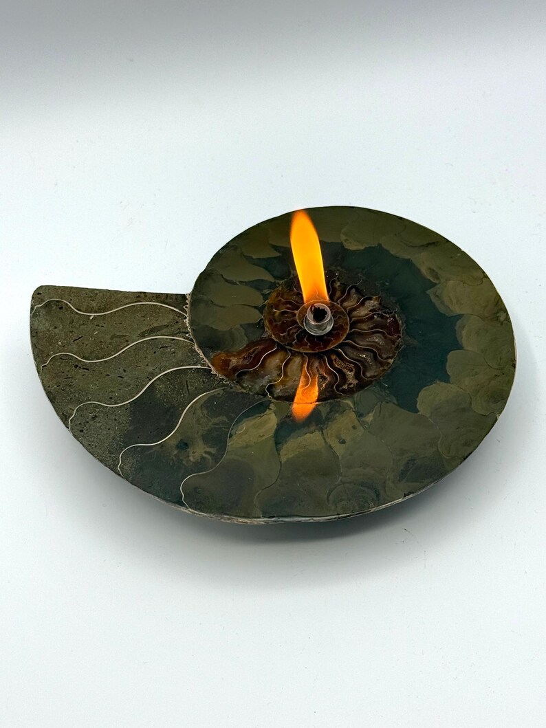 Ammonite Fossil Rock Oil Lamp, Unique Home Decor - Etsy