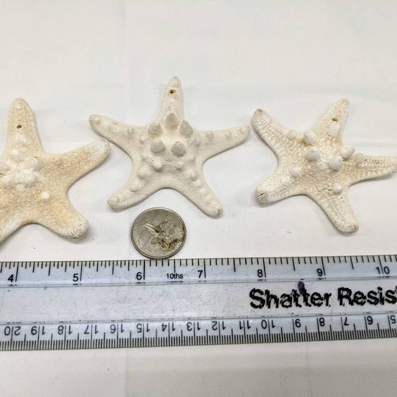 Drilled Sea Shells - Etsy