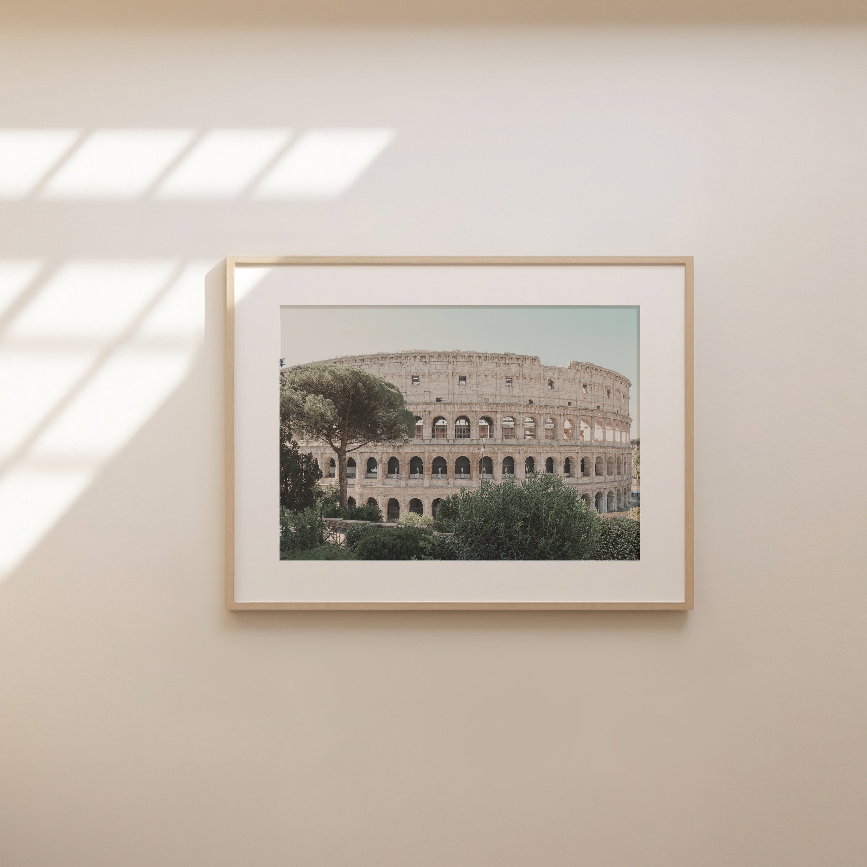 Roman Colosseum With Umbrella Pine Trees Photography - Rome, Italy - Etsy