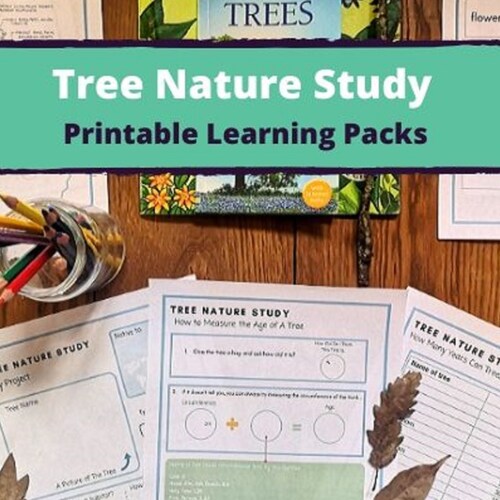 Bee Lifecycle and Anatomy Homeschool Printable | Etsy