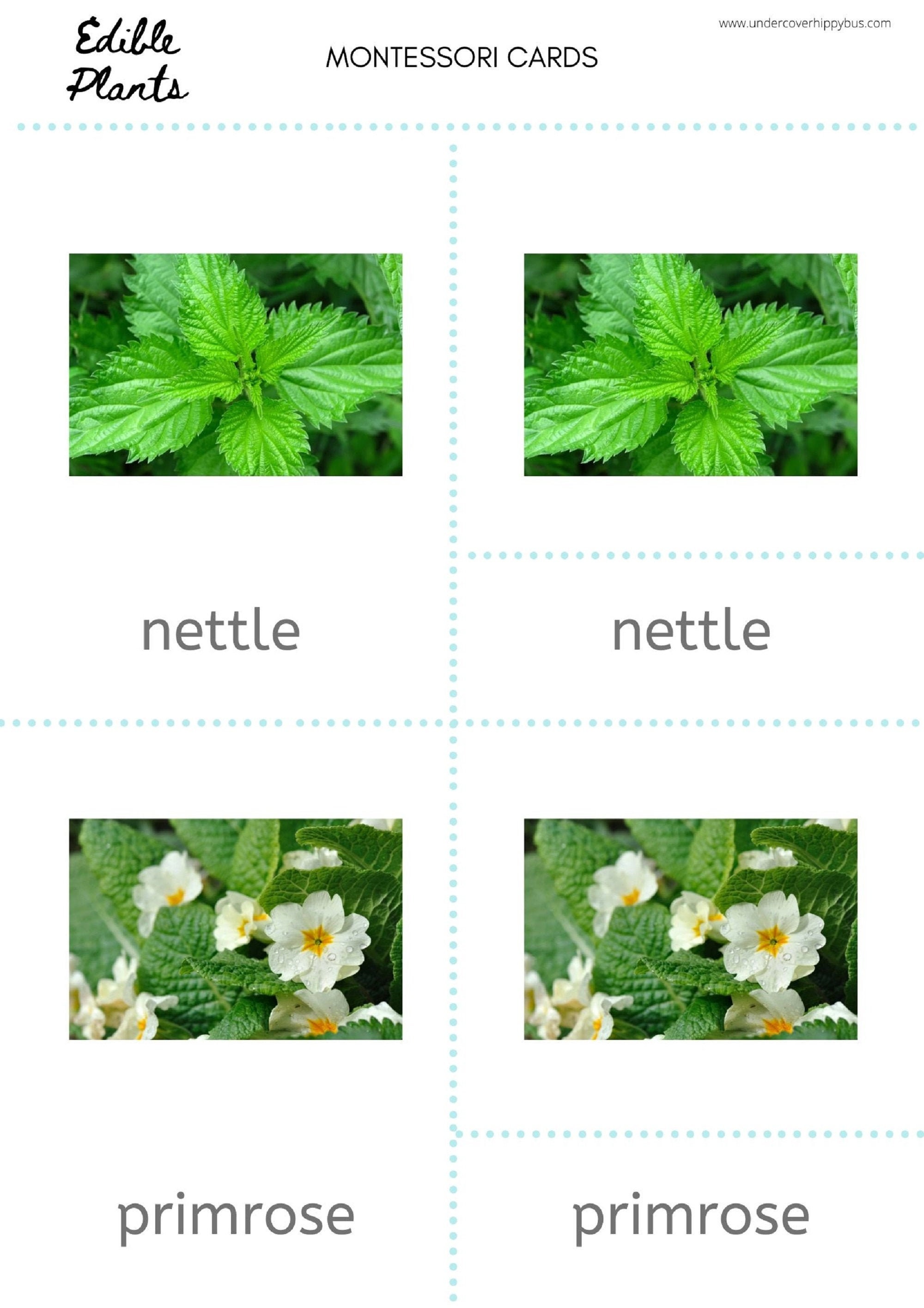 Edible Plants Montessori Learning Cards for Home School | Etsy