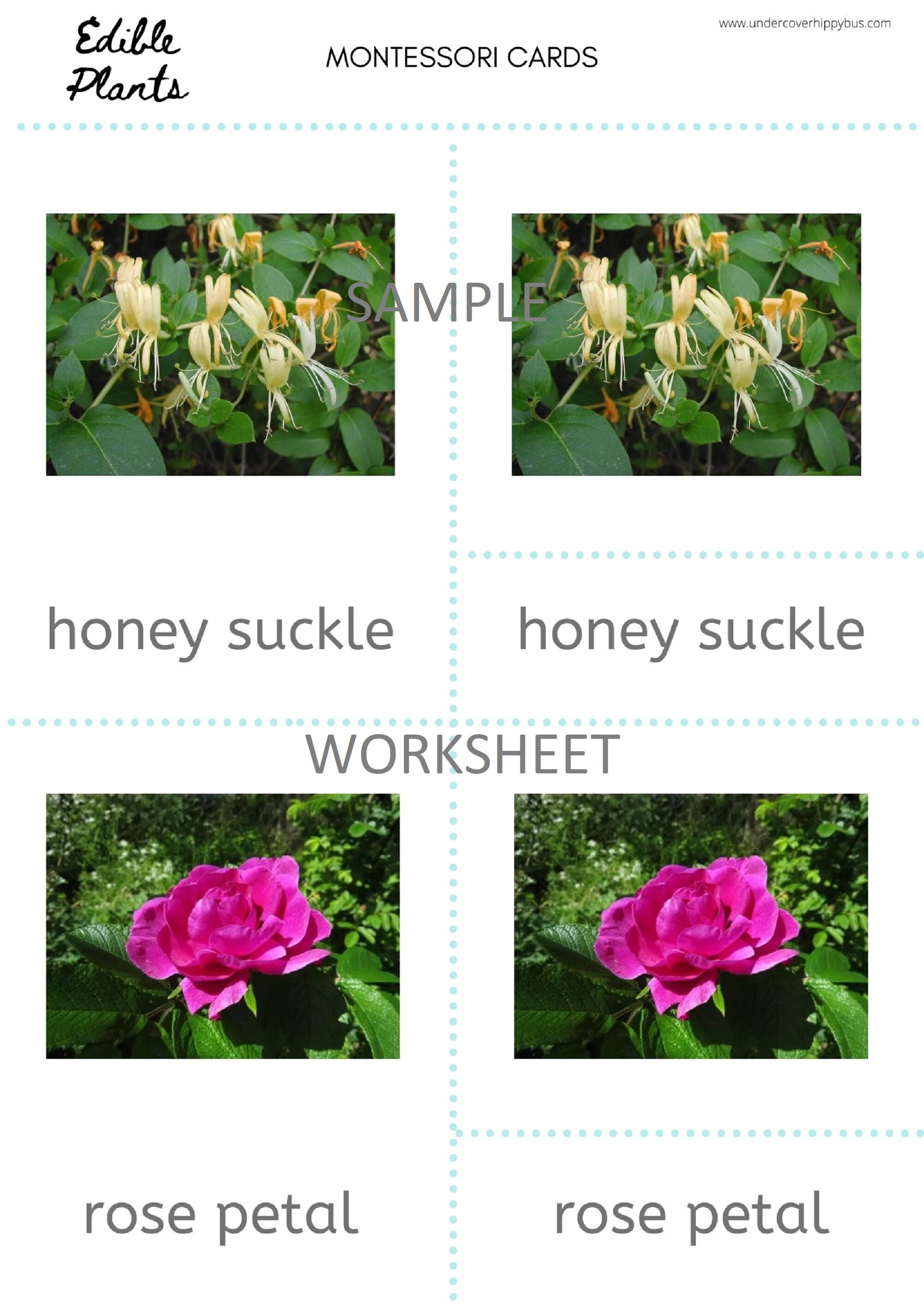 Edible Plants Montessori Learning Cards for Home School | Etsy