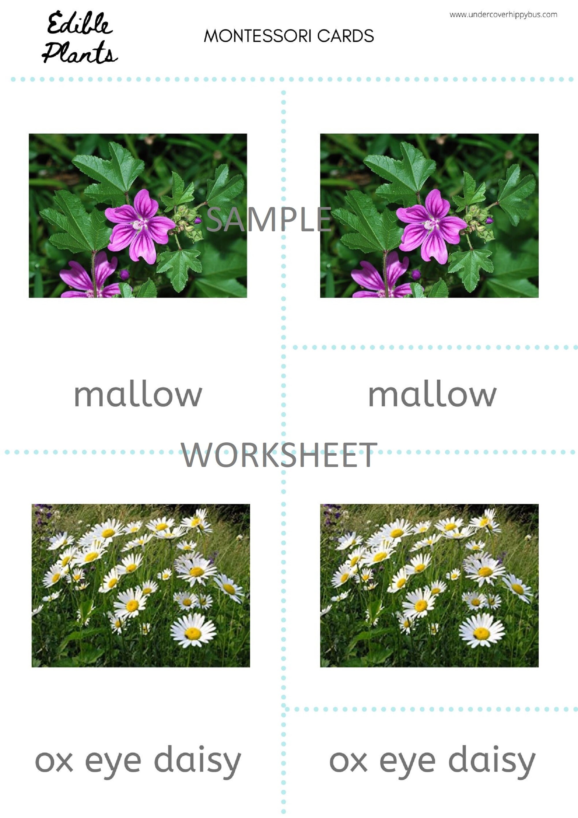 Edible Plants Montessori Learning Cards for Home School | Etsy