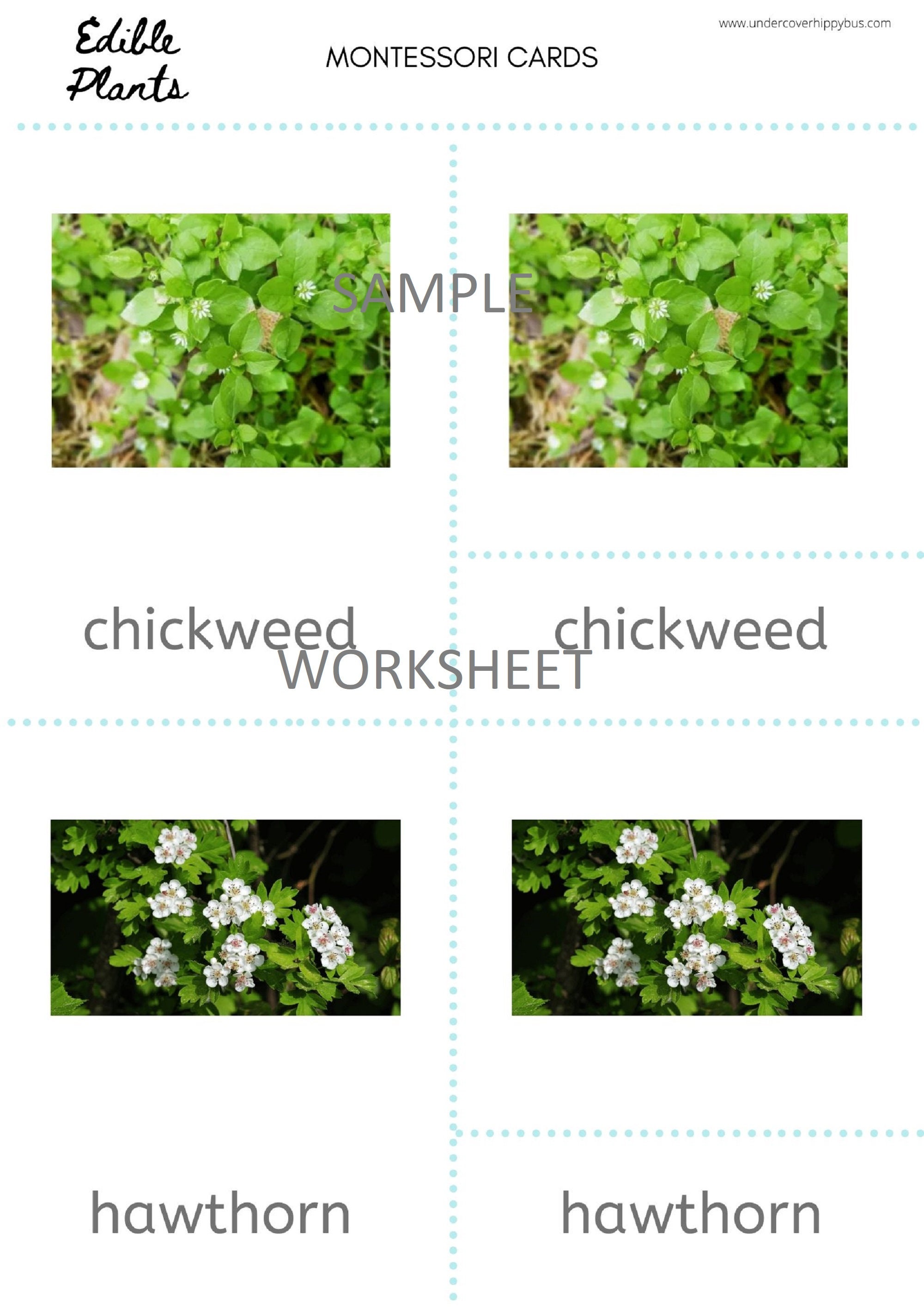 Edible Plants Montessori Learning Cards for Home School | Etsy