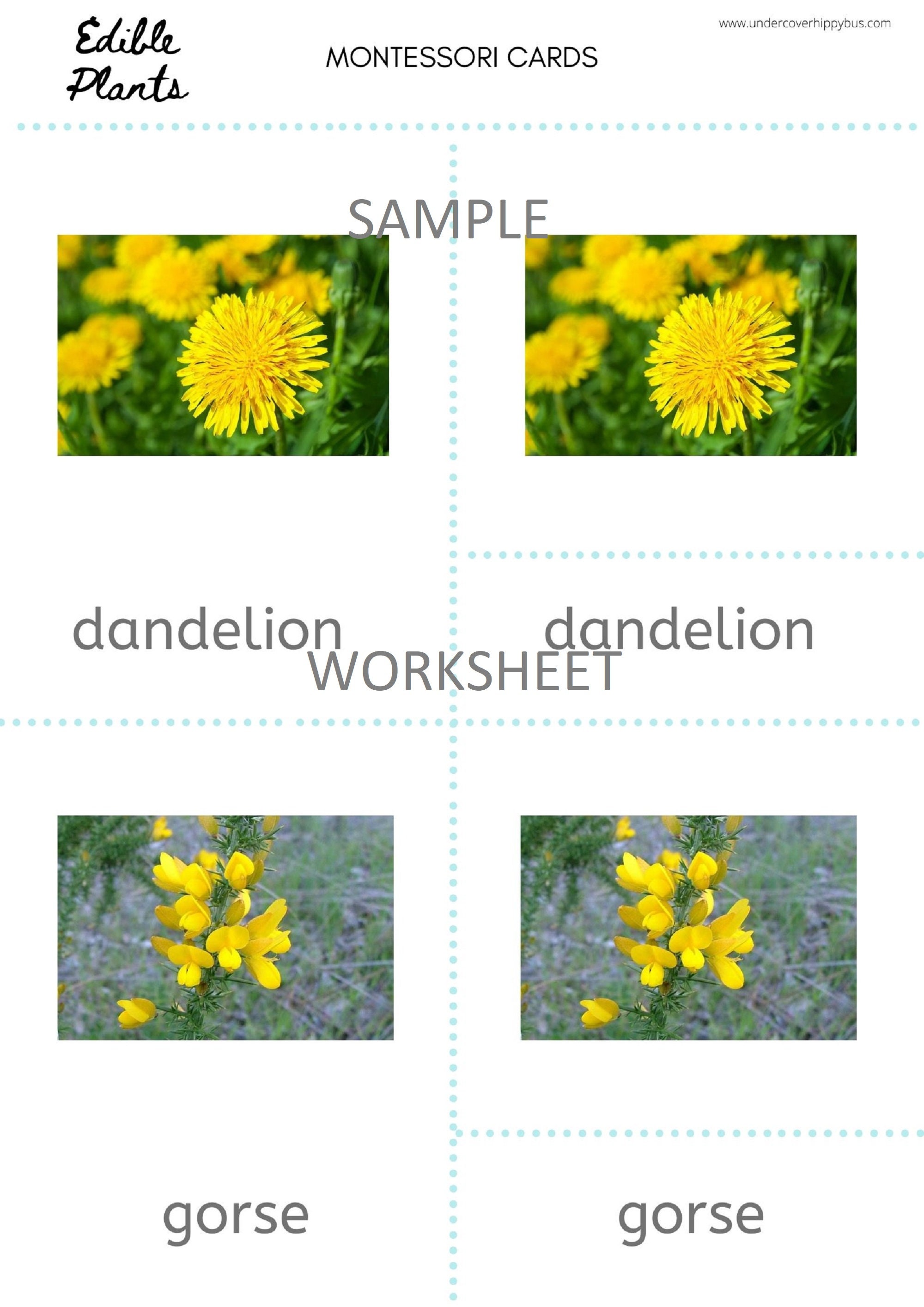 Edible Plants Montessori Learning Cards for Home School | Etsy