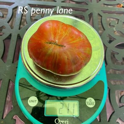 Rebel Starfighter Penny Lane Dwarf - Etsy