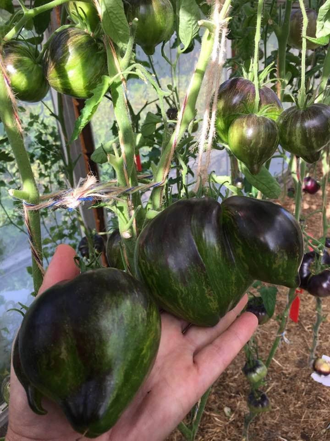 REBEL Starfighter VT-16 Tomato Seeds - Etsy