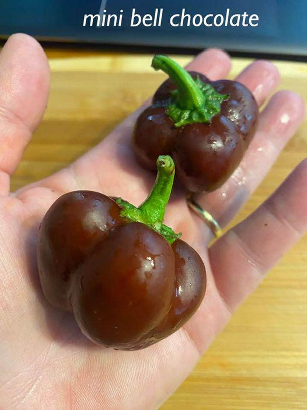 Mini Bell Chocolate Sweet Pepper Seeds - Etsy