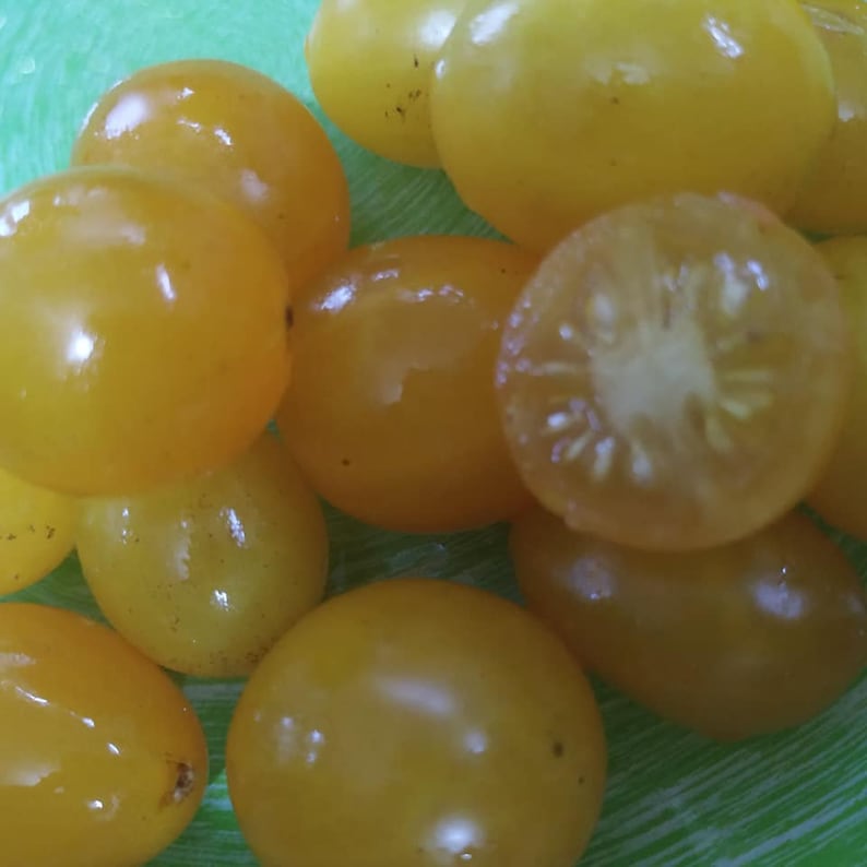 White Cherry Tomato Seeds - Etsy