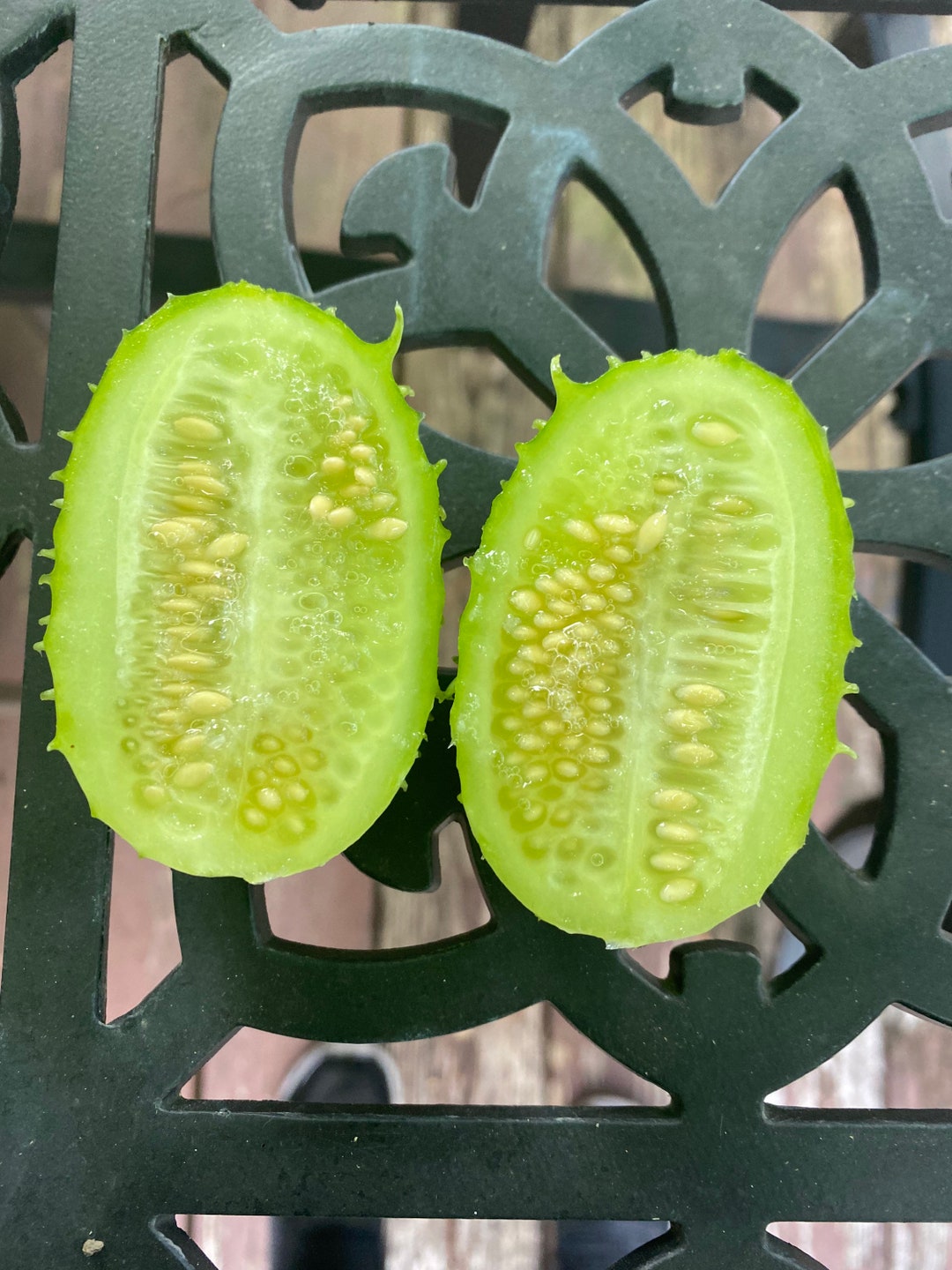 West India Burr Gherkin Cucumber - Etsy