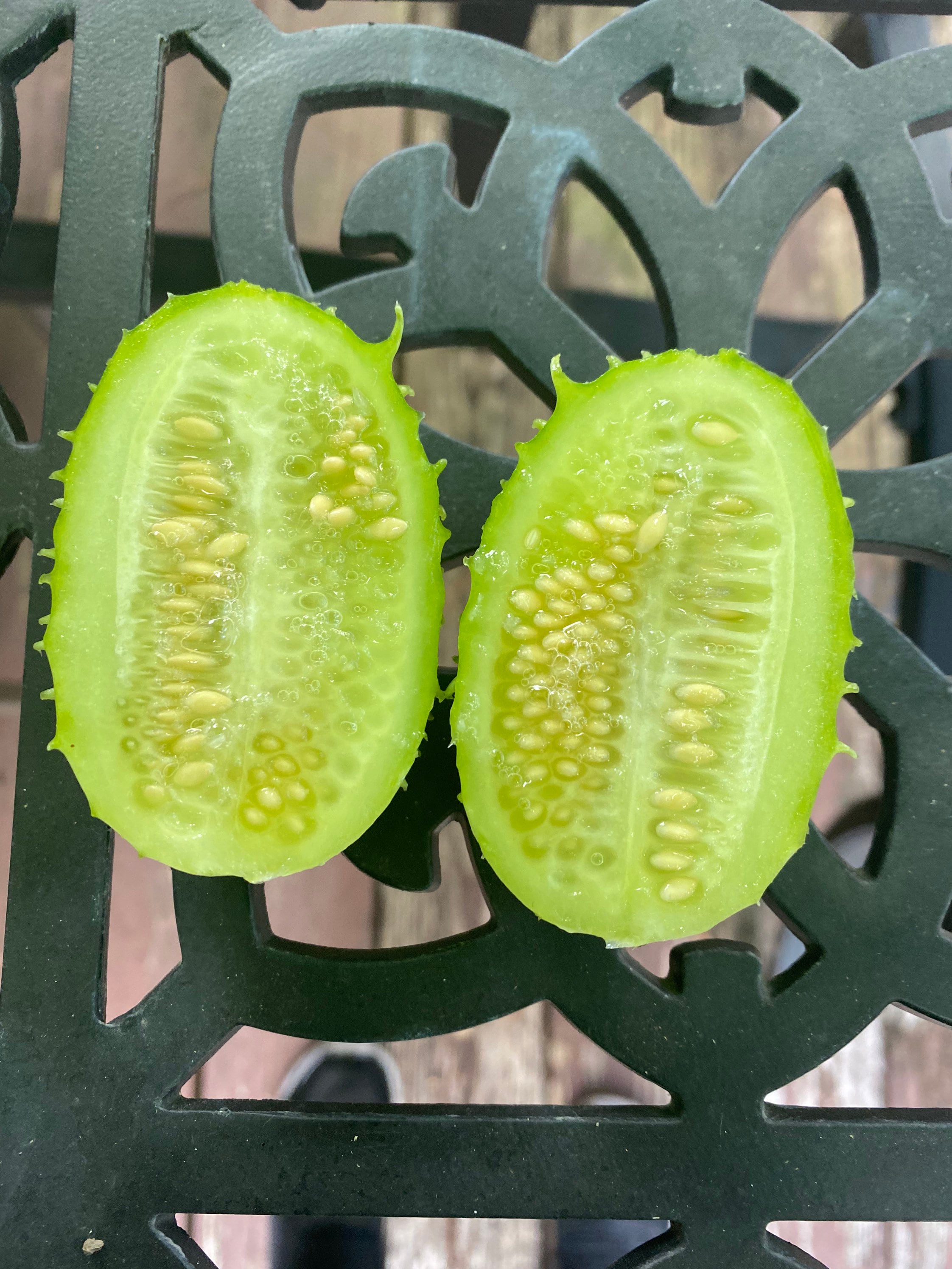 West India Burr Gherkin Cucumber - Etsy