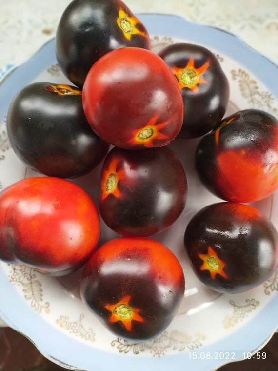 Indigo Apple Tomato Seeds - Etsy