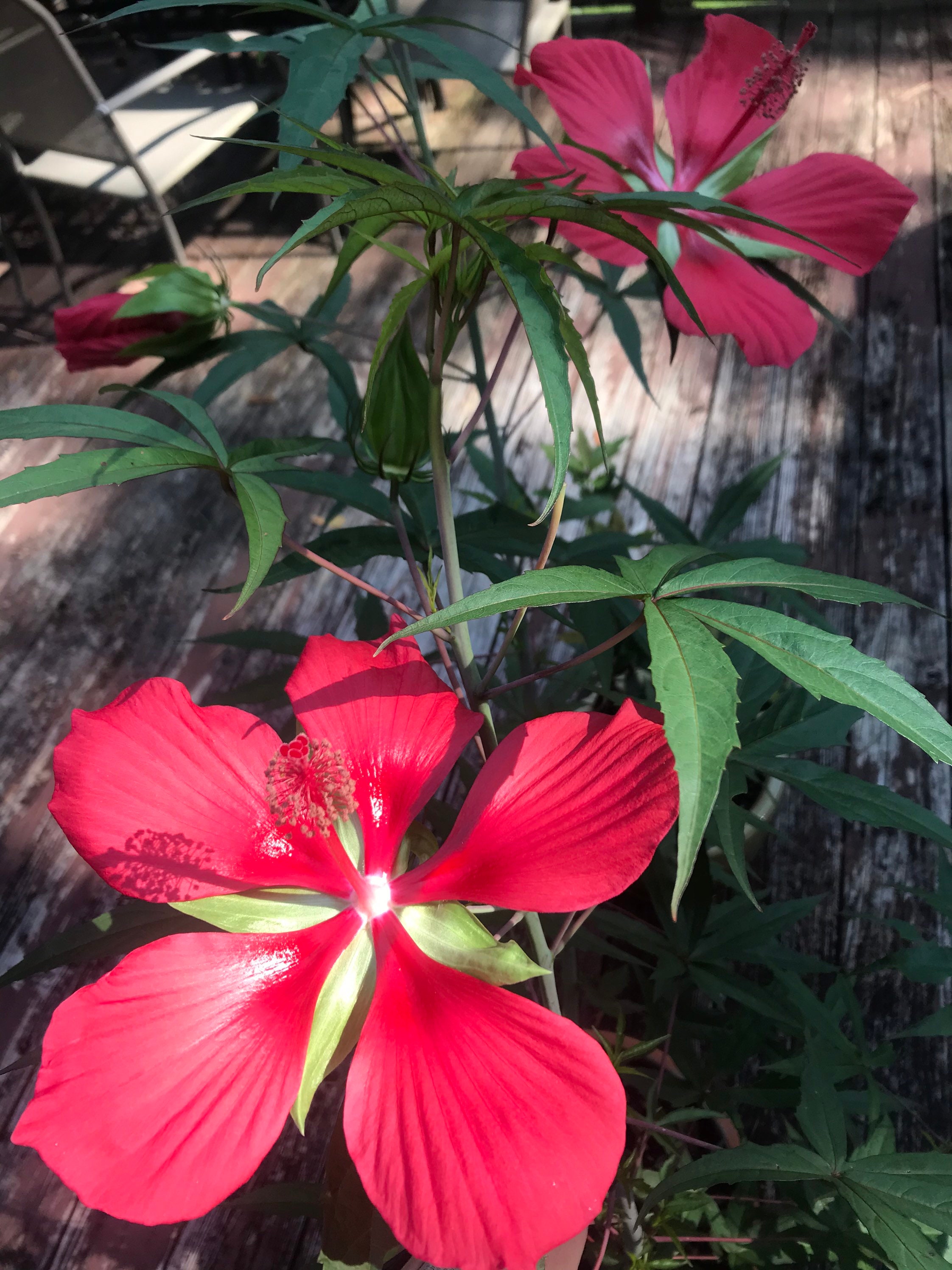 15 TEXAS STAR Red Hibiscus Seeds, Easy to Grow. - Etsy
