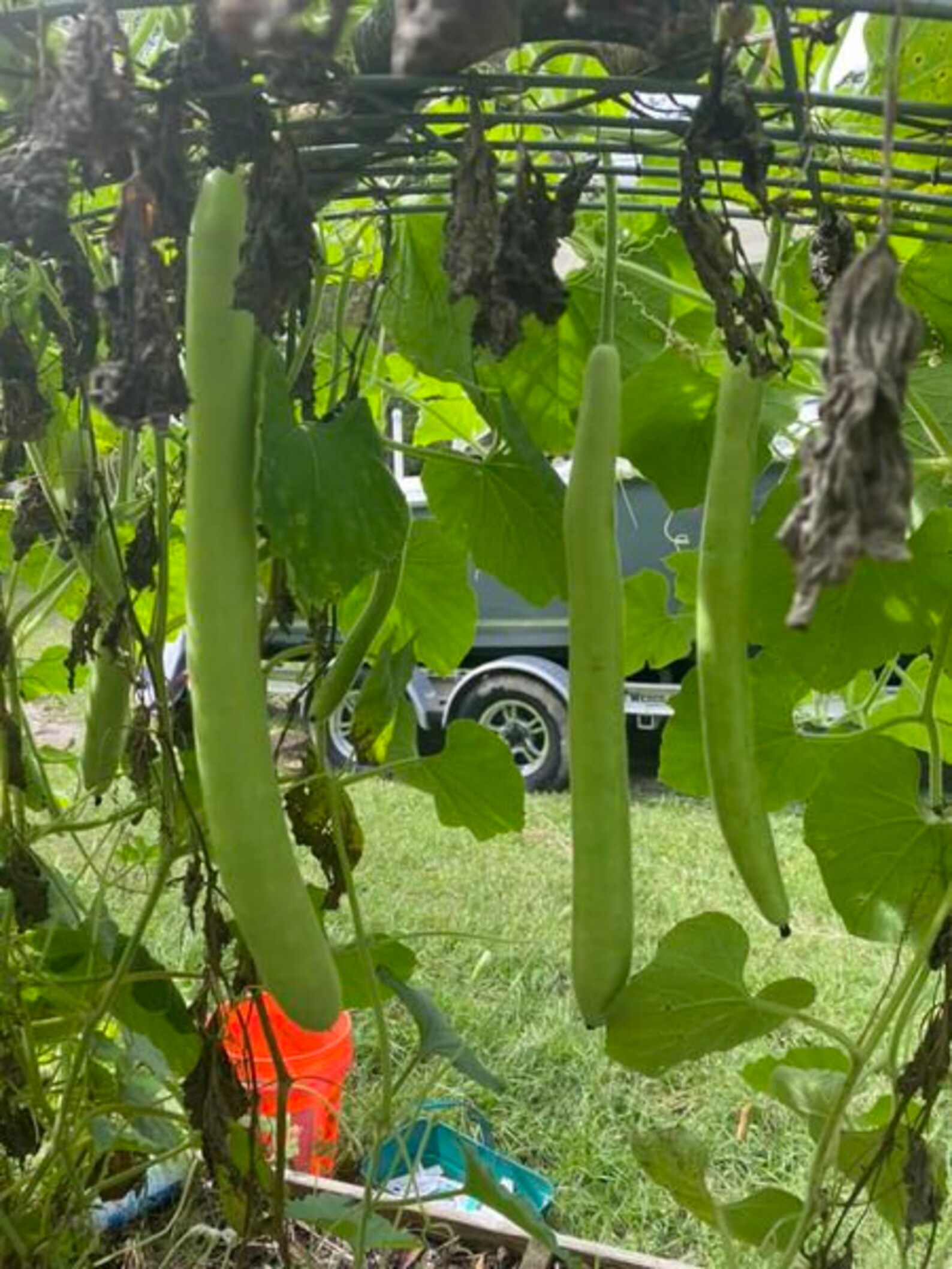 Cucuzzi Squash Seeds - Etsy