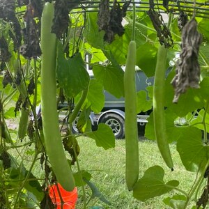 Cucuzzi Squash Seeds - Etsy