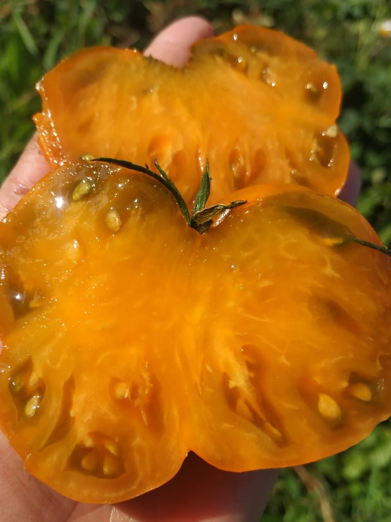 Jarson 10 Tomatoes Seeds - Etsy