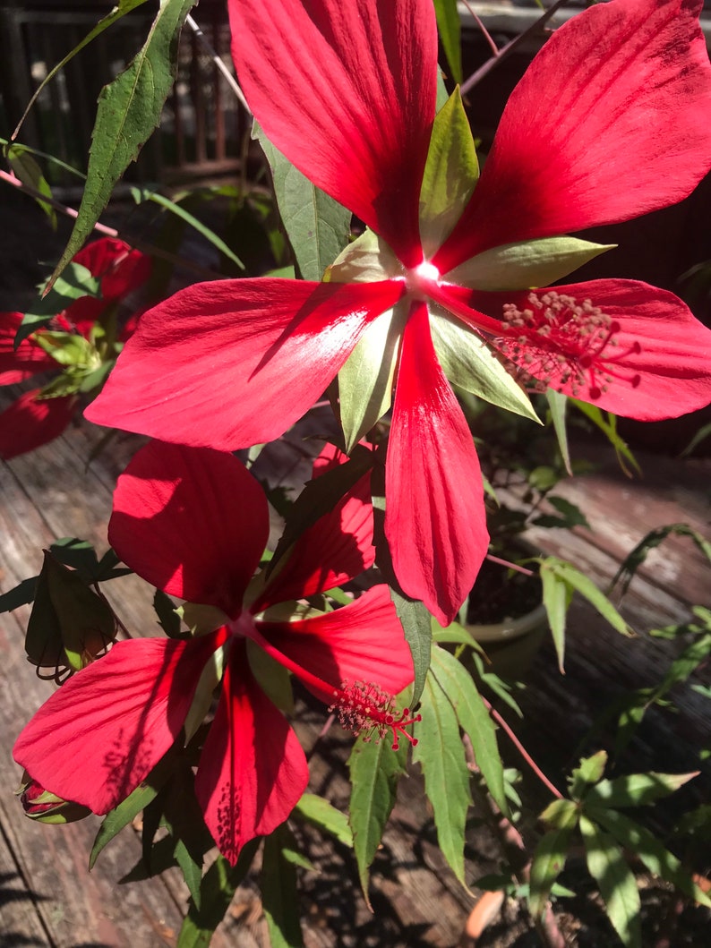 15 TEXAS STAR Red Hibiscus Seeds, Easy to Grow. - Etsy