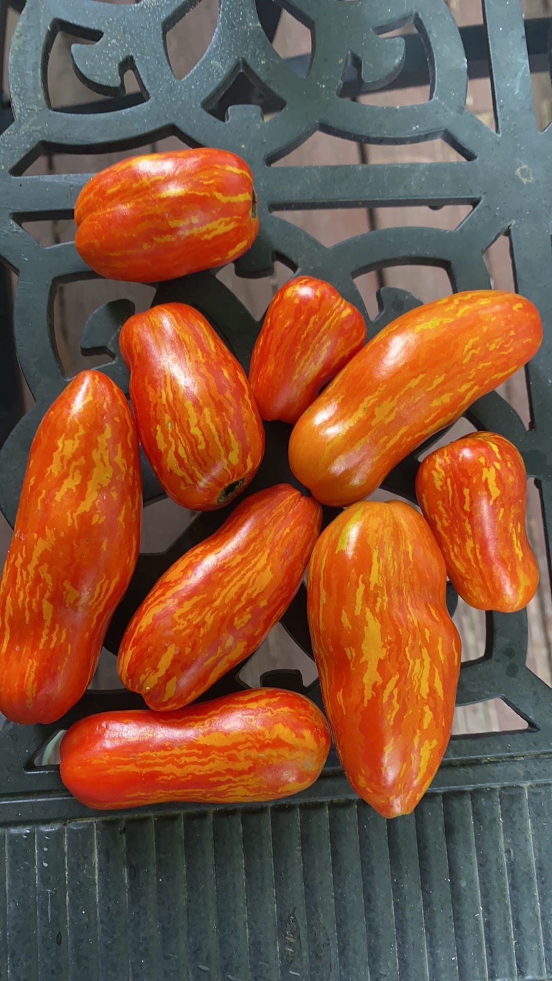 Dwarf Striped Pepper Tomato Seeds - Etsy