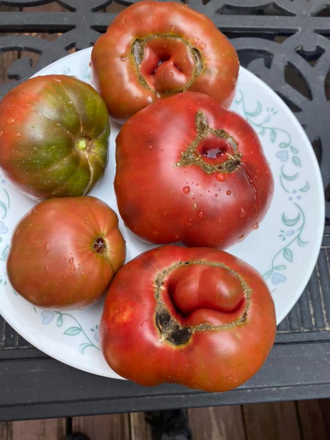 Kozula 127 Ruby Tomato Seeds - Etsy