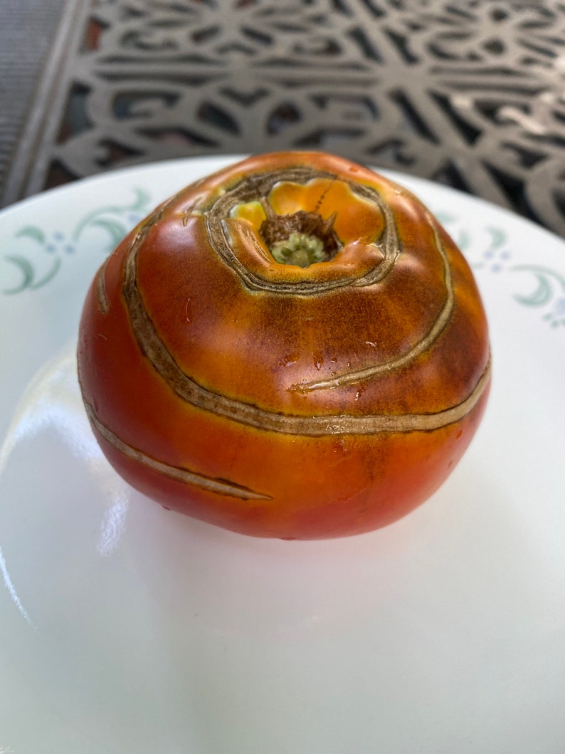 Thorburn Terracotta Tomatoes Seeds - Etsy