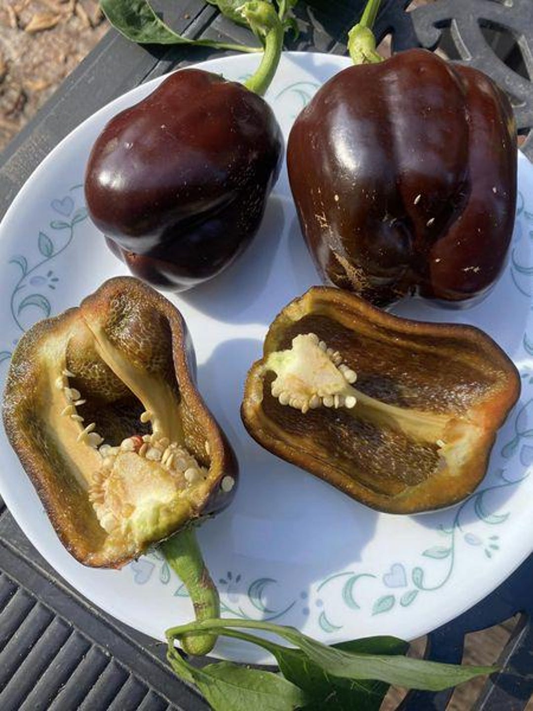 Chocolate Cake Sweet Pepper Seeds - Etsy